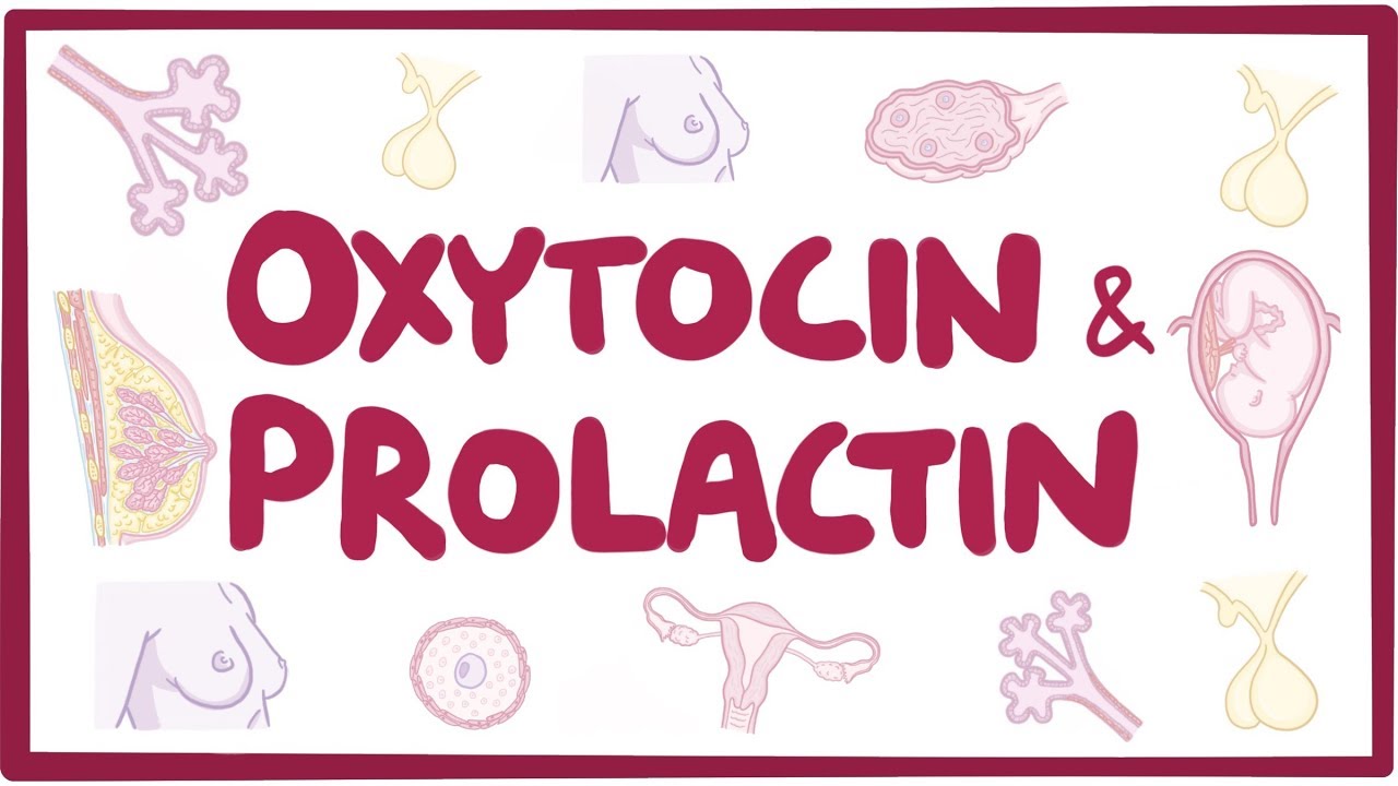 Oxytocin and prolactin - Osmosis Video Library
