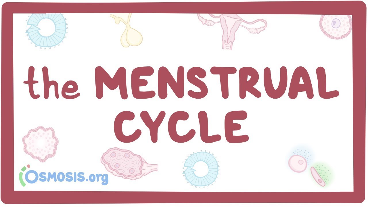 Menstrual cycle: Video, Anatomy, Definition & Function | Osmosis