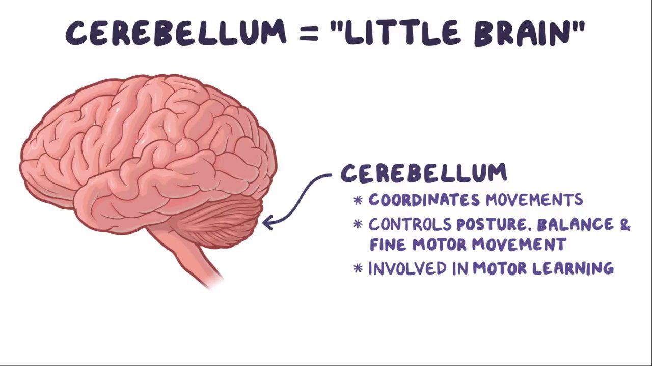 Cerebellum Anatomy Location Function Anatomy Info Vrogue co