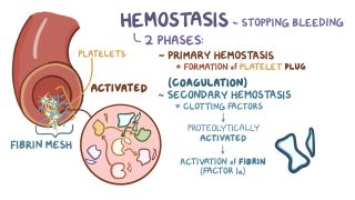 Hematological system