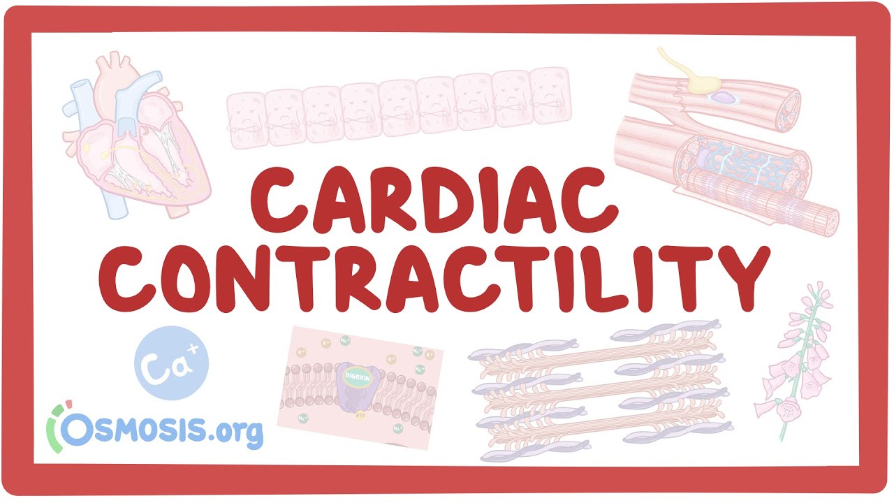 Cardiac contractility: Video, Causes, & Meaning | Osmosis