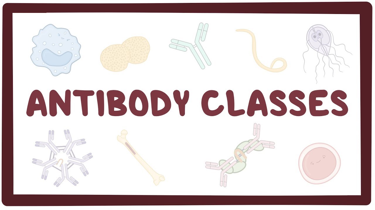 Antibody classes: Video, Causes, & Meaning | Osmosis