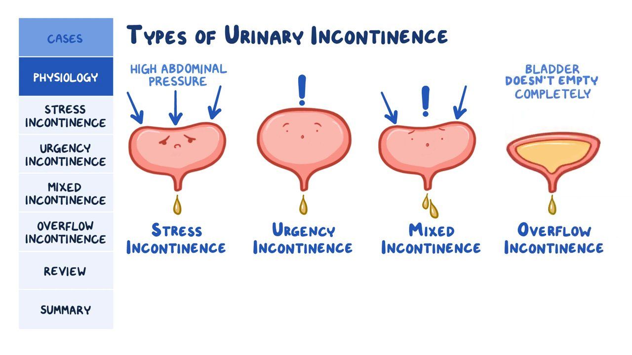 Urination Physiology