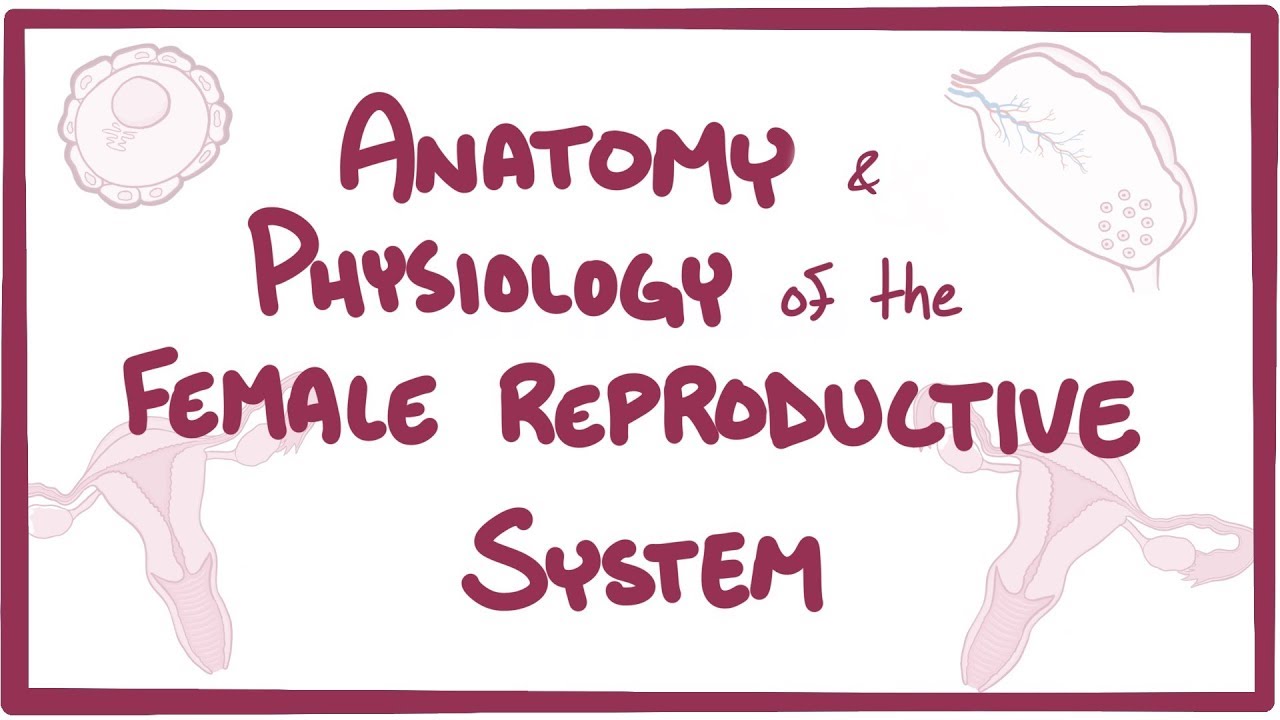 Female Reproductive System Anatomy Female Reproductive System Learn