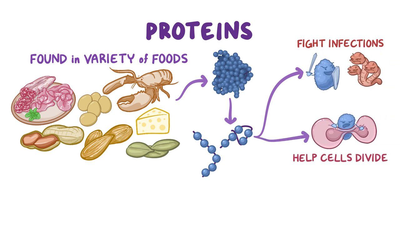 Proteins