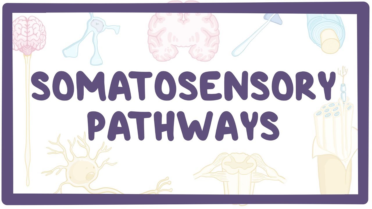 Somatosensory pathways: Video, Causes, & Meaning | Osmosis