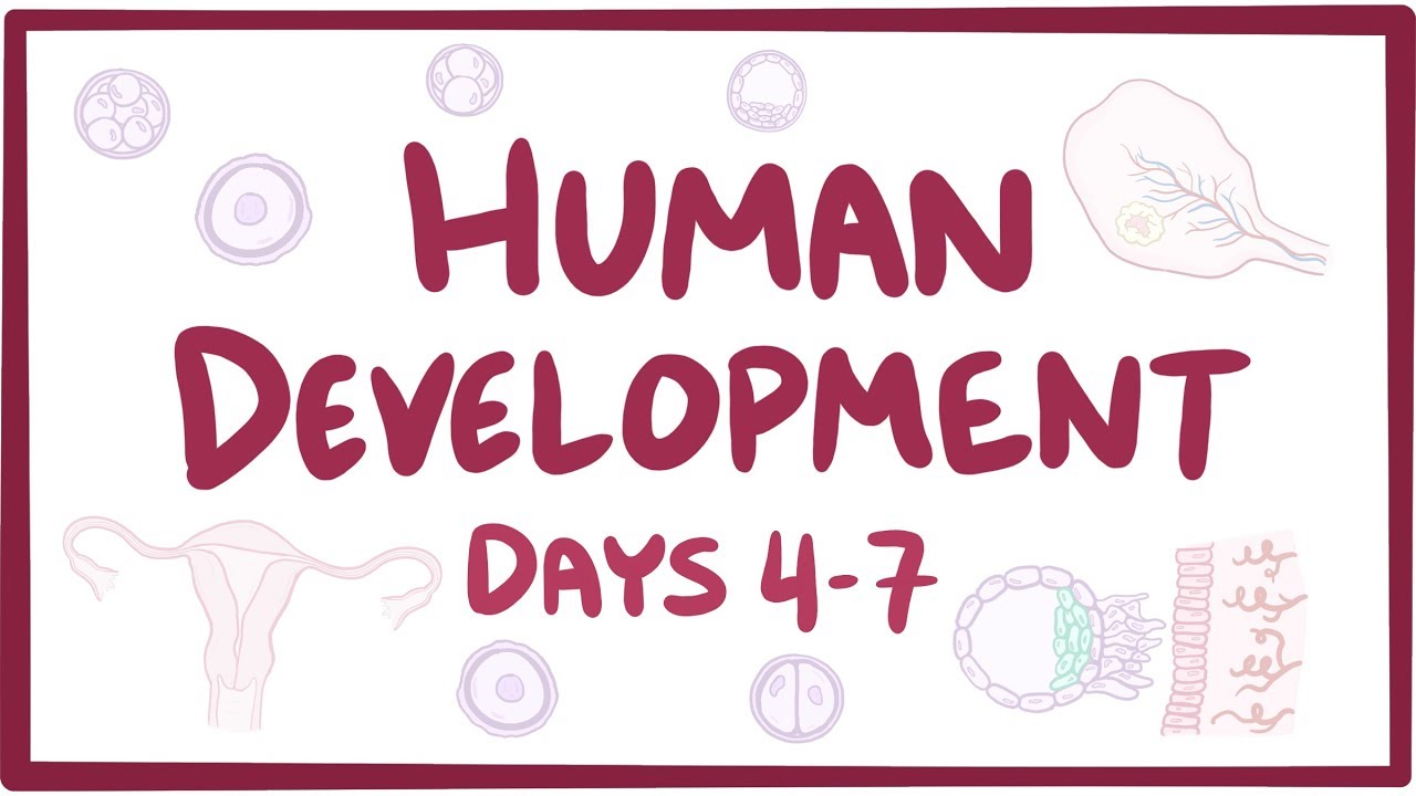 Human development days 4-7: Video, Causes, & Meaning | Osmosis