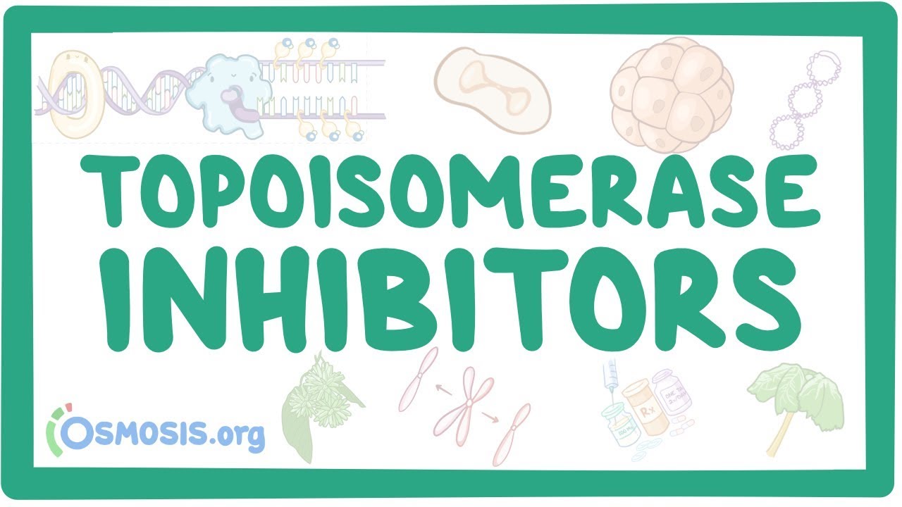 Topoisomerase inhibitors: Video, Anatomy & Definition | Osmosis