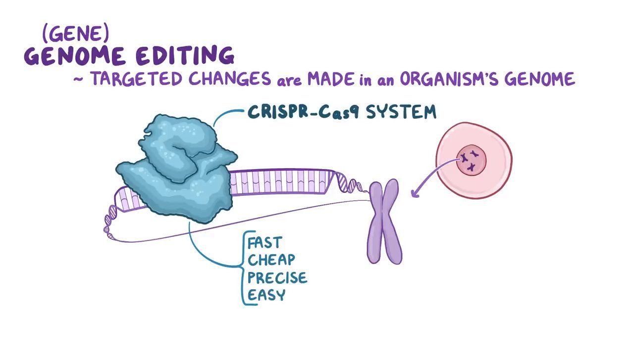 Knowledge Shot: CRISPR-Cas9 and the age of gene-edited humans - Osmosis ...
