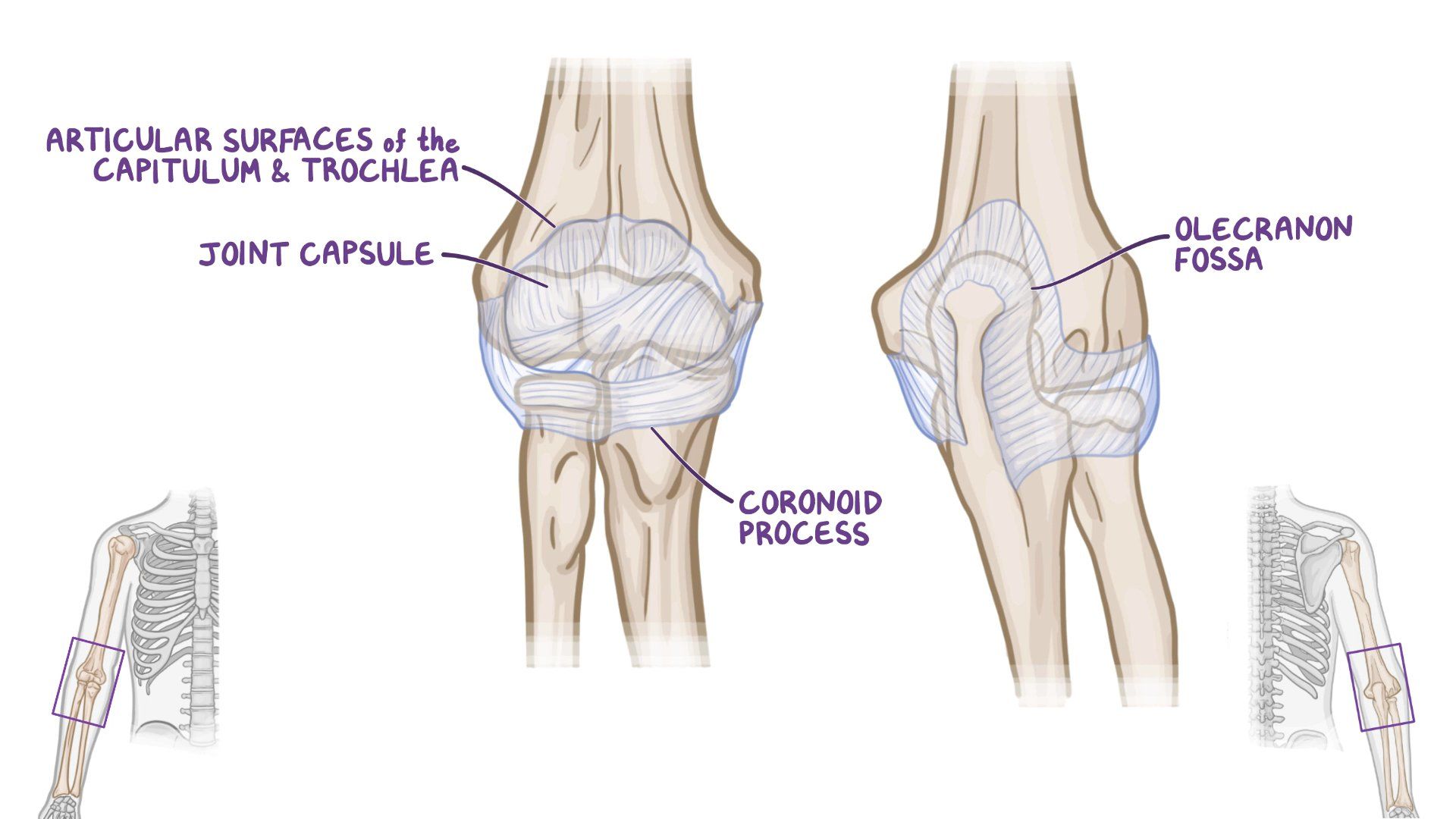 Anatomy Of The Elbow Joint Video Anatomy Definition Osmosis