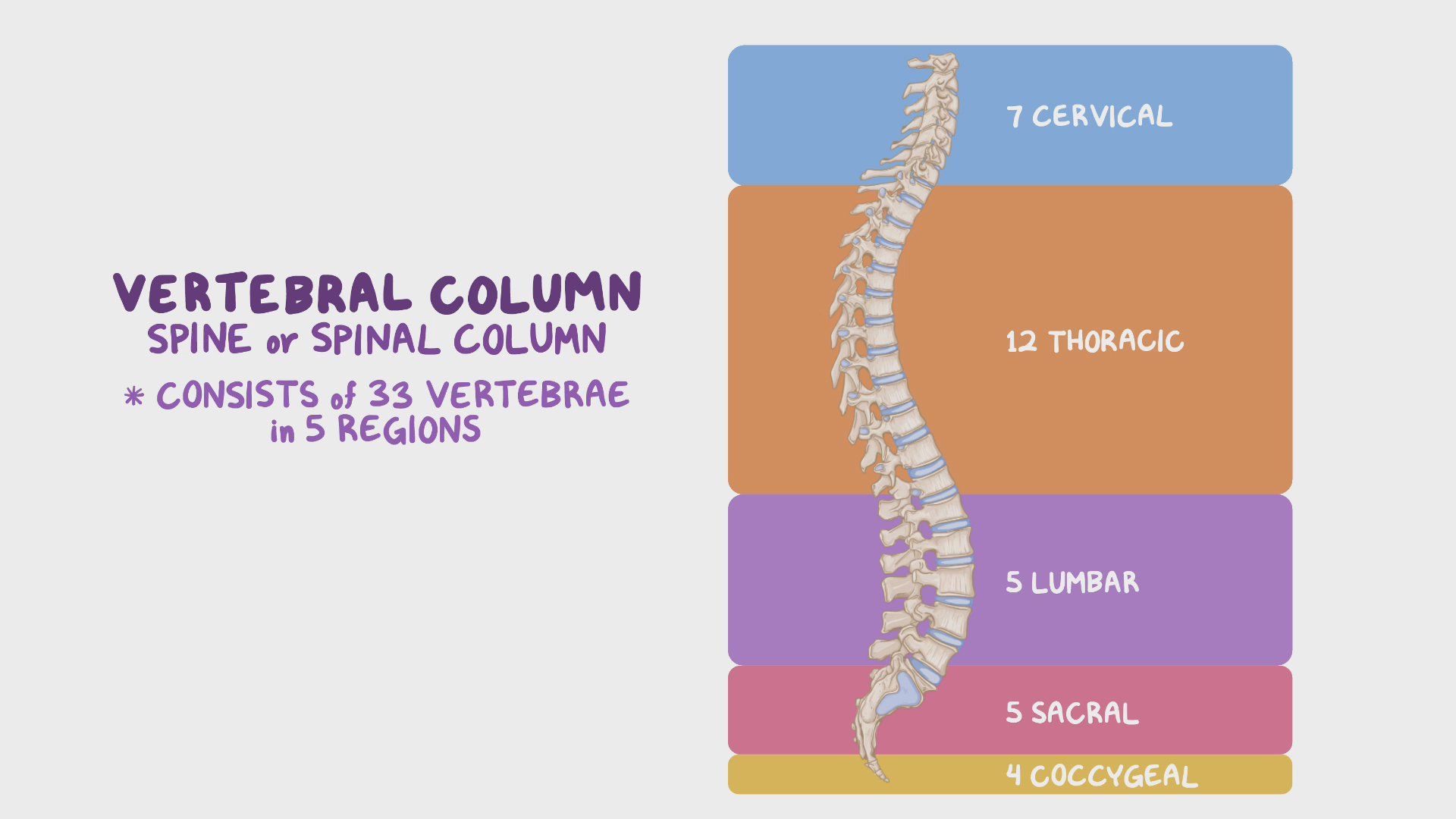 Bones Of The Vertebral Column Video Anatomy Osmosis