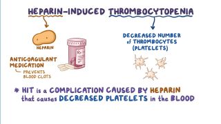 Hematological system