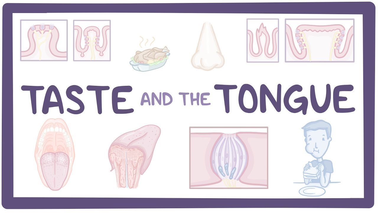 Taste Anatomy And Physiology
