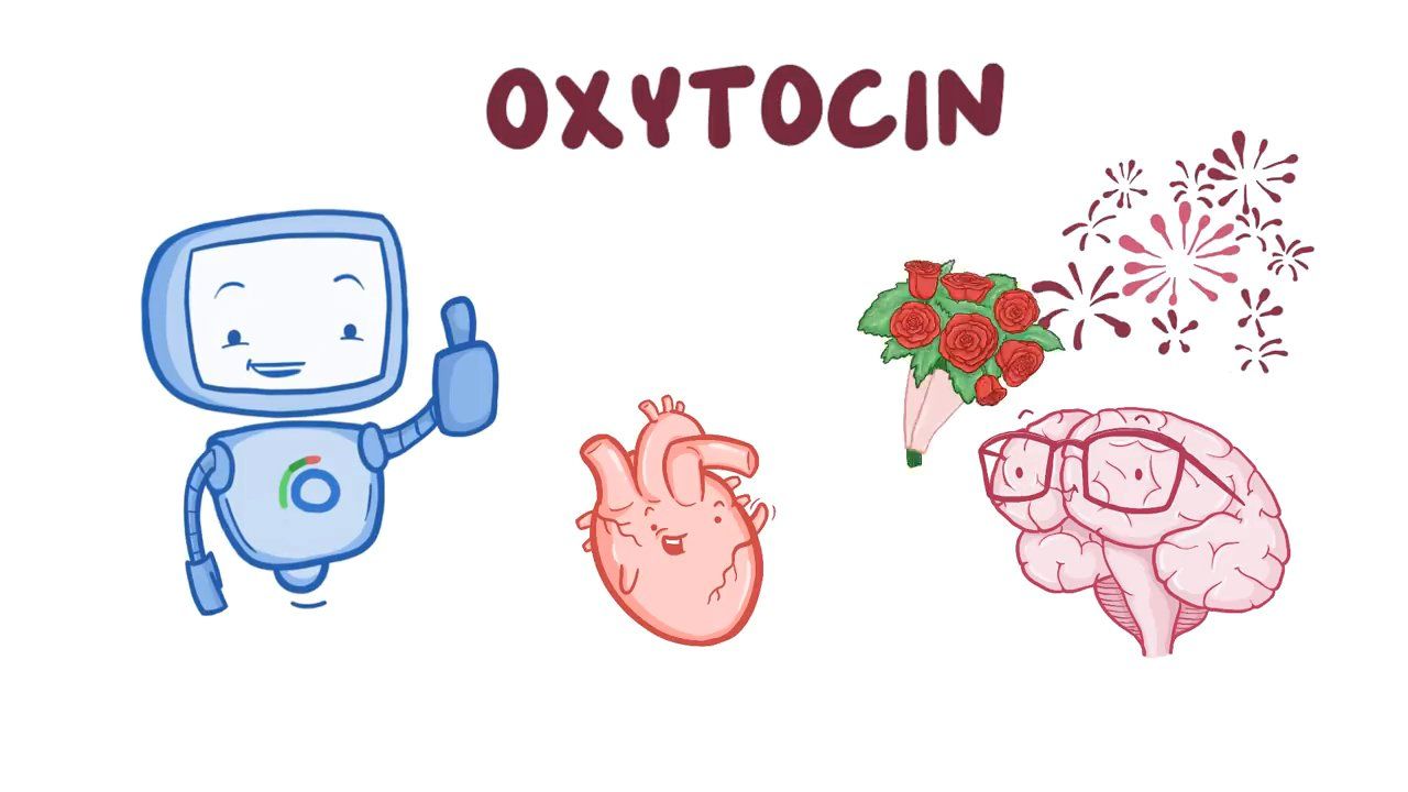Knowledge Shot: Oxytocin: the Love Hormone. - Osmosis Video Library
