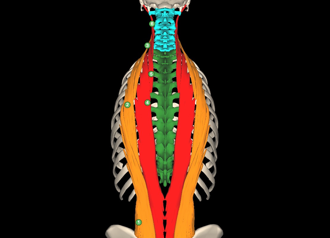 Paravertebral Muscles Anatomy Intercostal Nerve Block Landmarks And